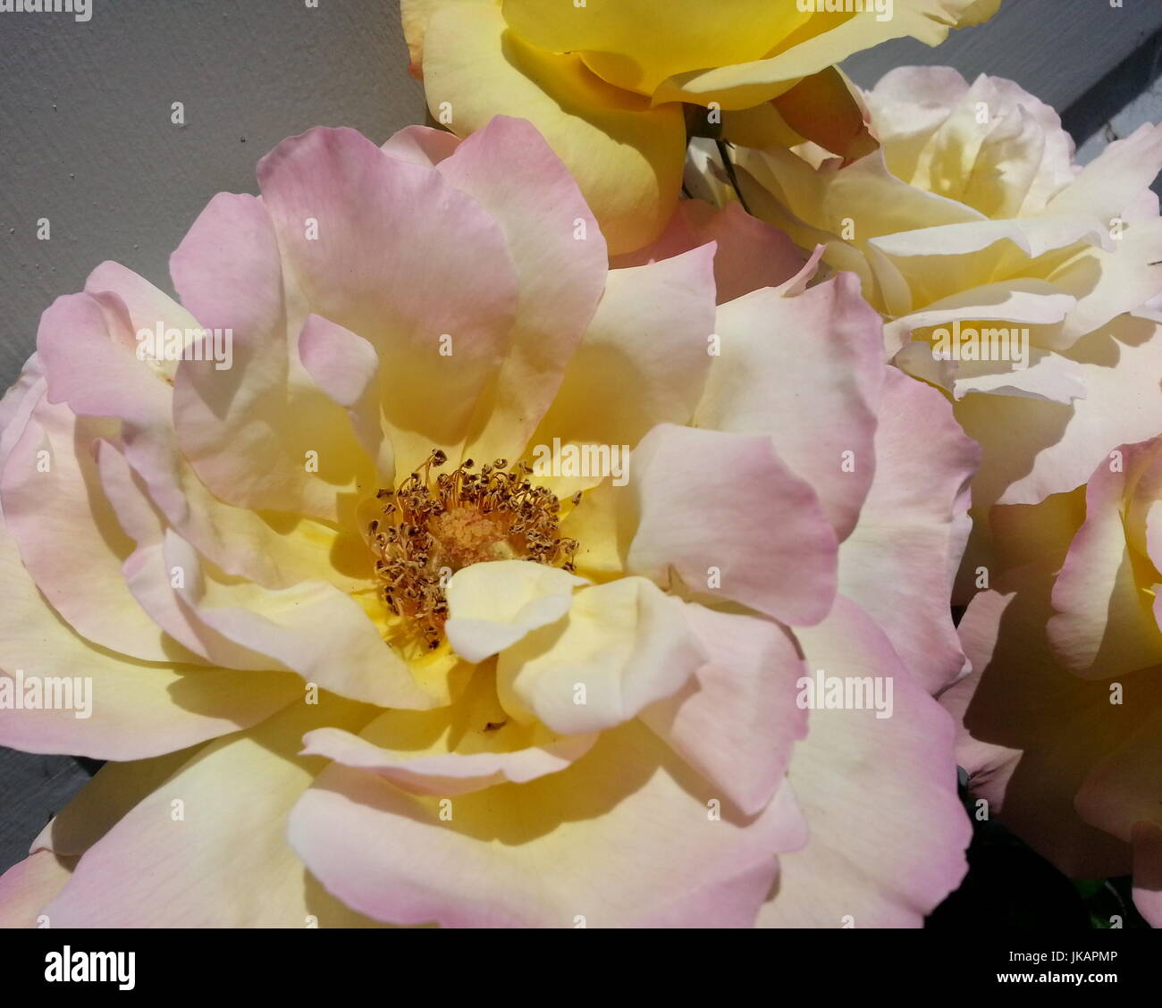Pastel Yellow Rose Stock Photo - Alamy