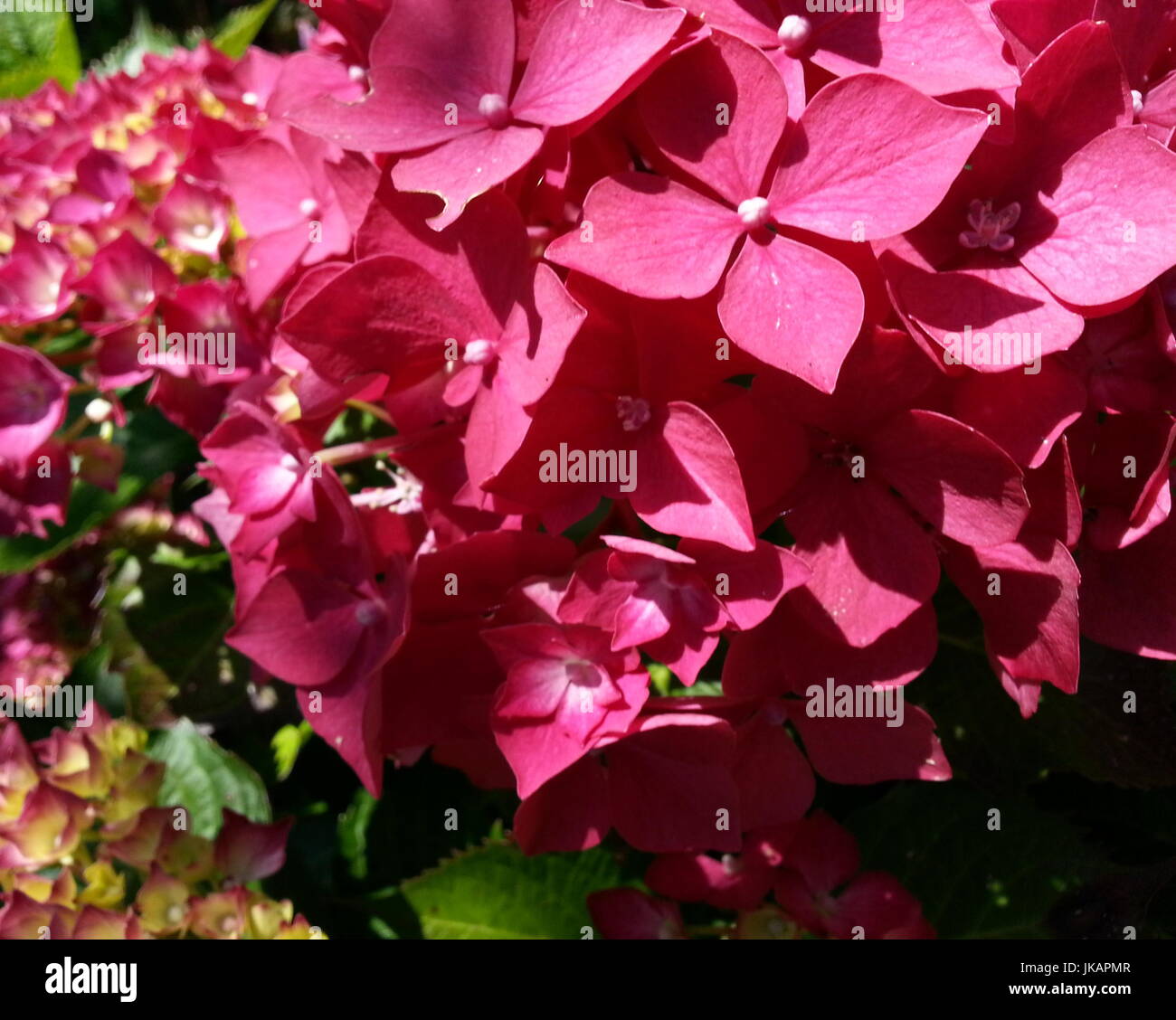 Red Hydrangeas in Bloom Stock Photo - Alamy