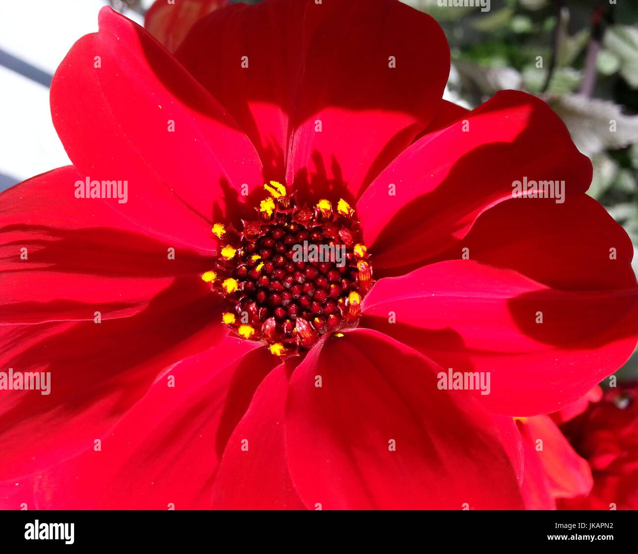 Gorgeous red dahlia flower hi-res stock photography and images - Alamy