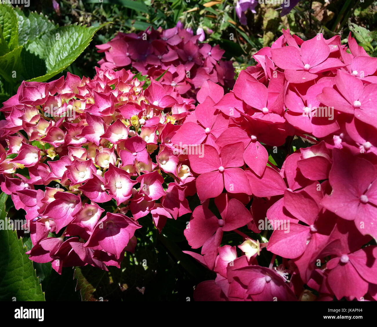Red Hydrangea Blossoms Stock Photo - Alamy