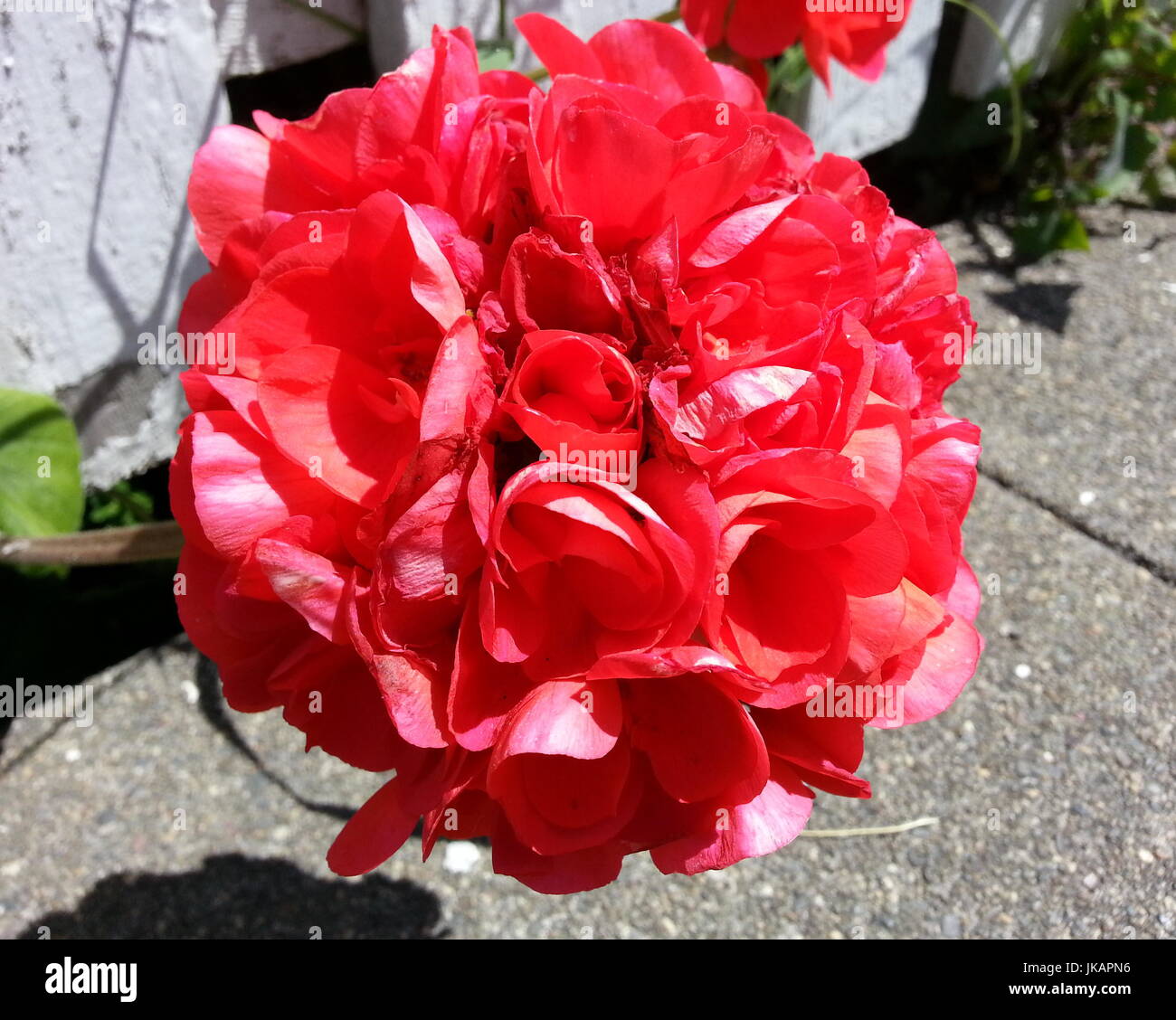 Unique red flower hi-res stock photography and images - Alamy