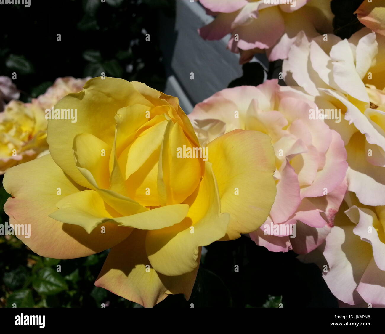 Vibrant yellow roses in bloom hi-res stock photography and images - Alamy
