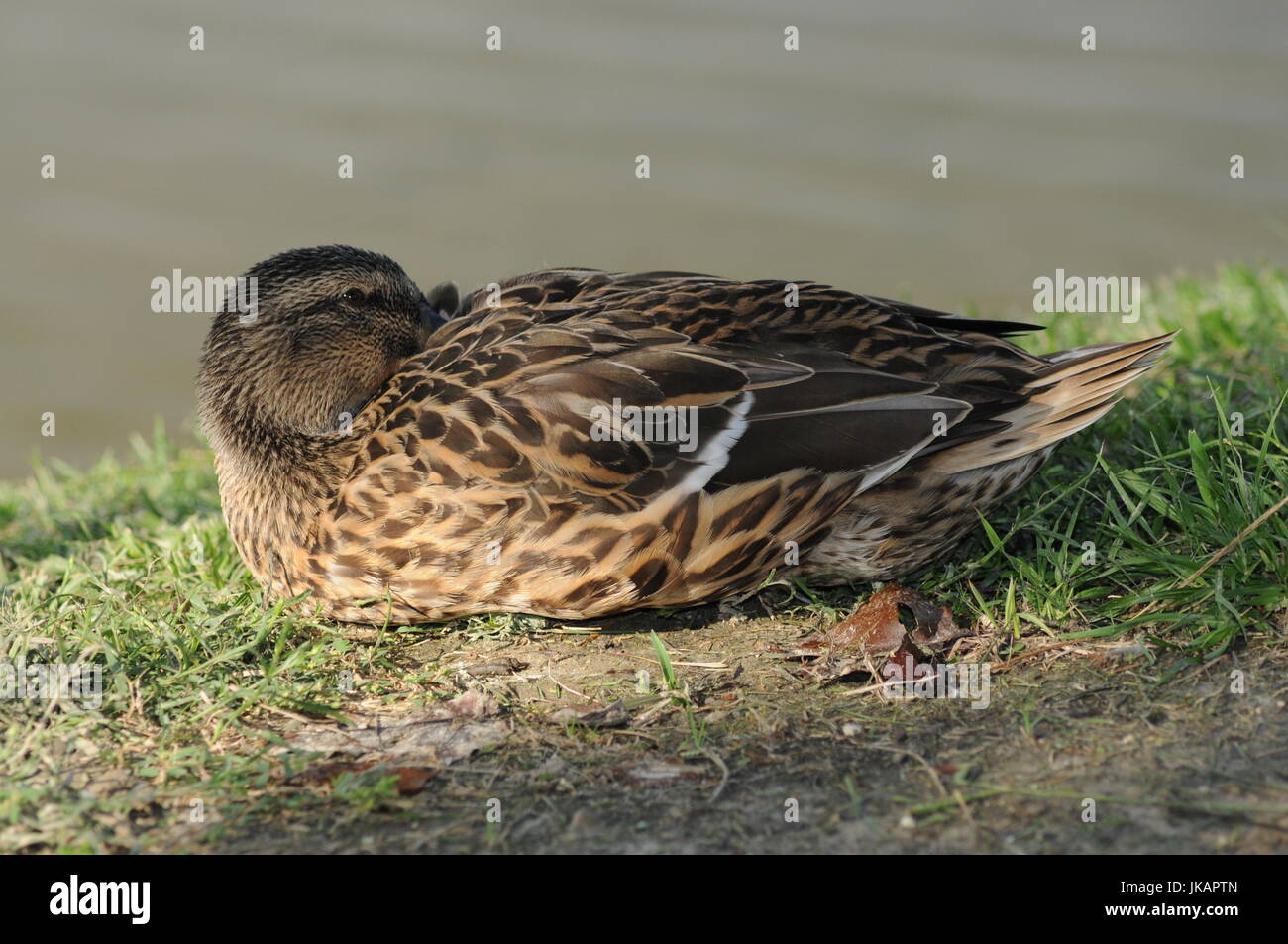 Close up of a Mallard hen preening on the banks at Mirror Lake Stock ...