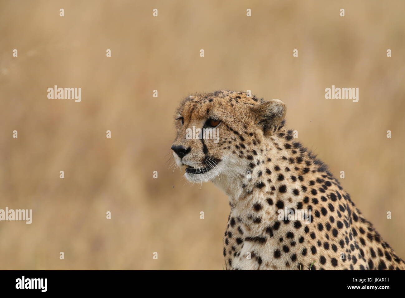 Female African Cheetah Stock Photo - Alamy