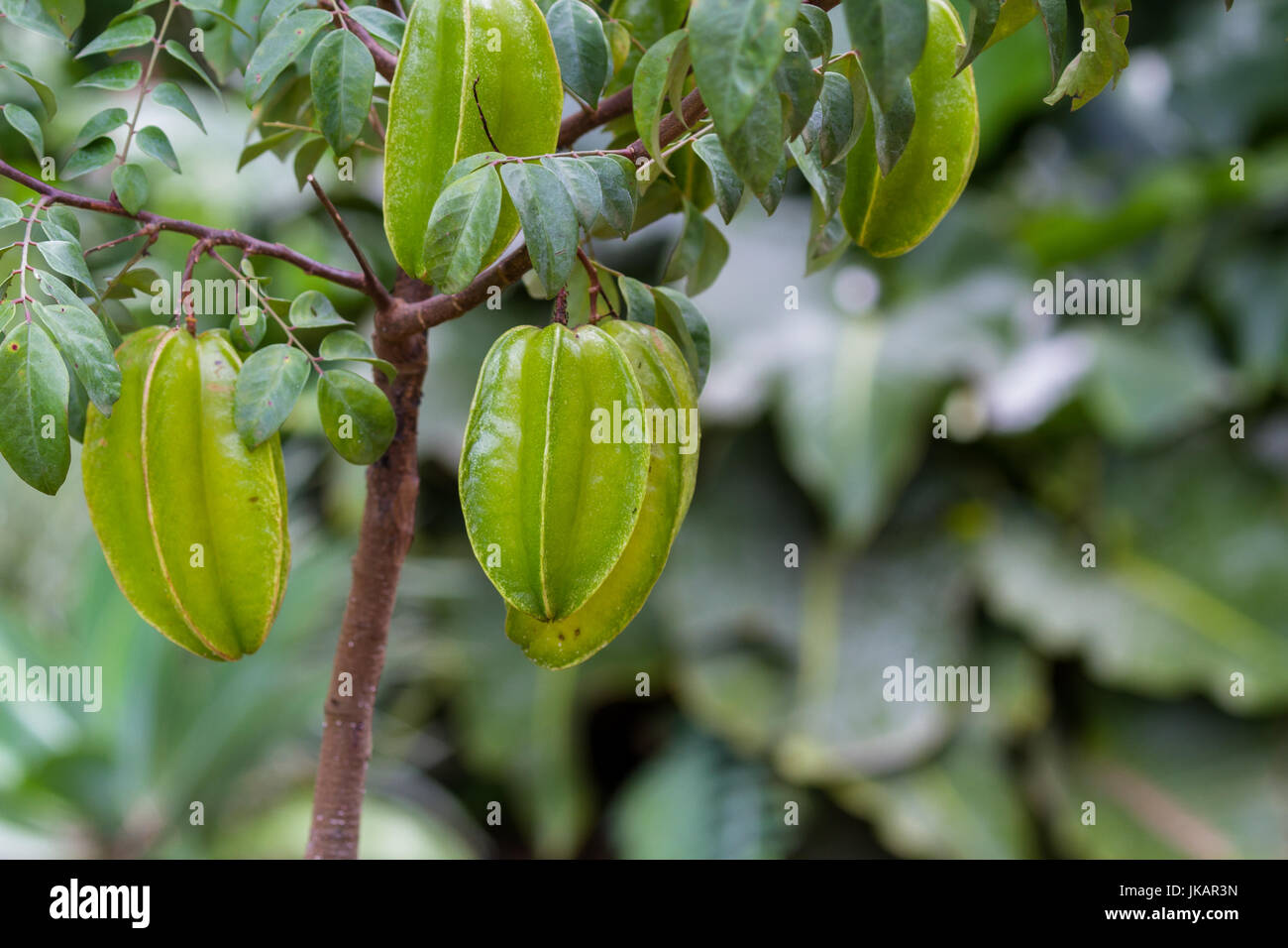 close up of a cluster of carambolas or starfruit growing on a small ...