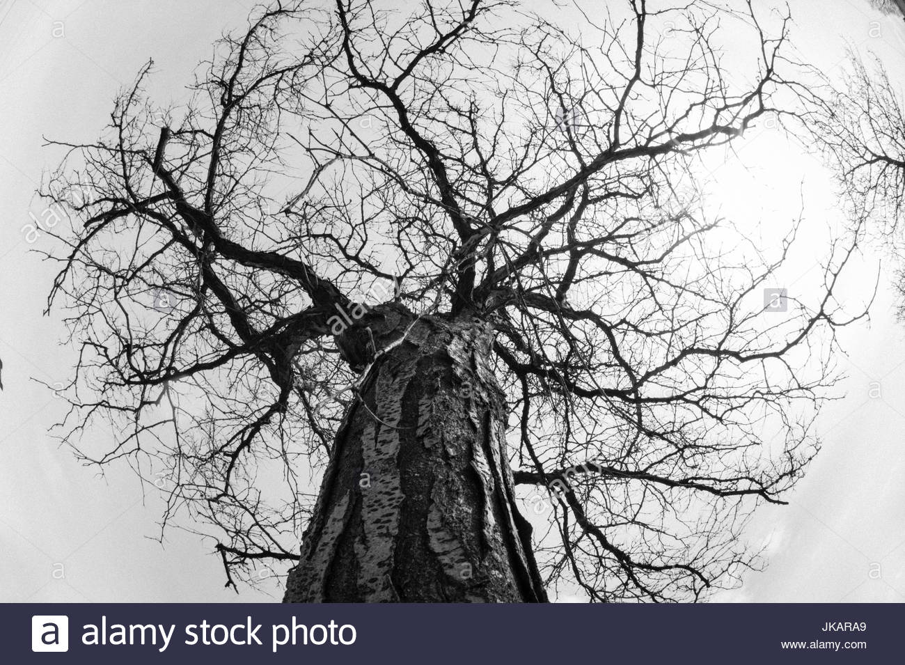 Leafless Tree Stock Photos & Leafless Tree Stock Images - Alamy