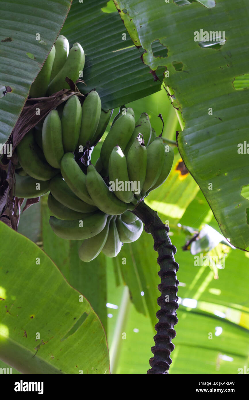 cluster of bananas growing in the tropical rainforest of Costa Rica ...