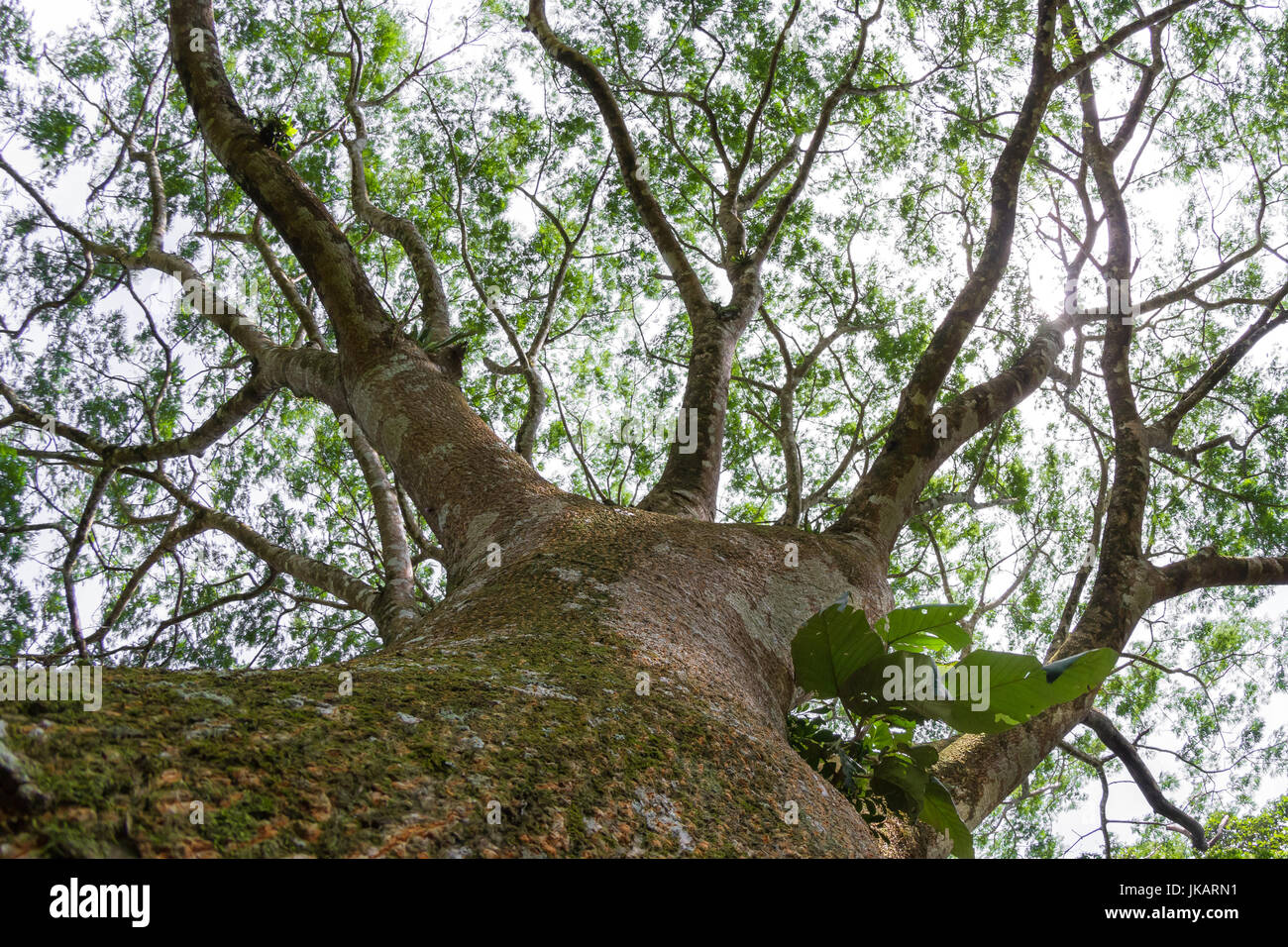 looking up perspective of a large Guanacaste tree using a wide angle ...
