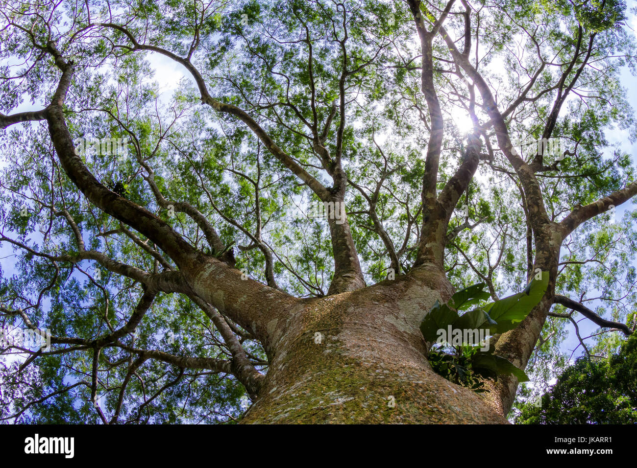 looking up perspective of a large Guanacaste tree using a wide angle ...