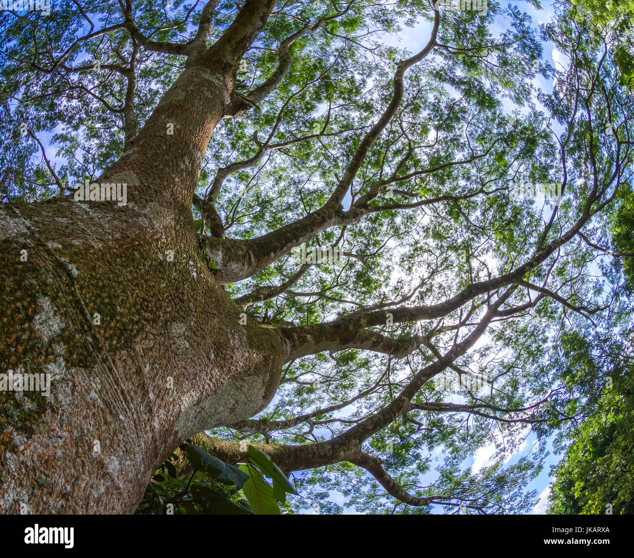 looking up perspective of a large Guanacaste tree using a wide angle ...