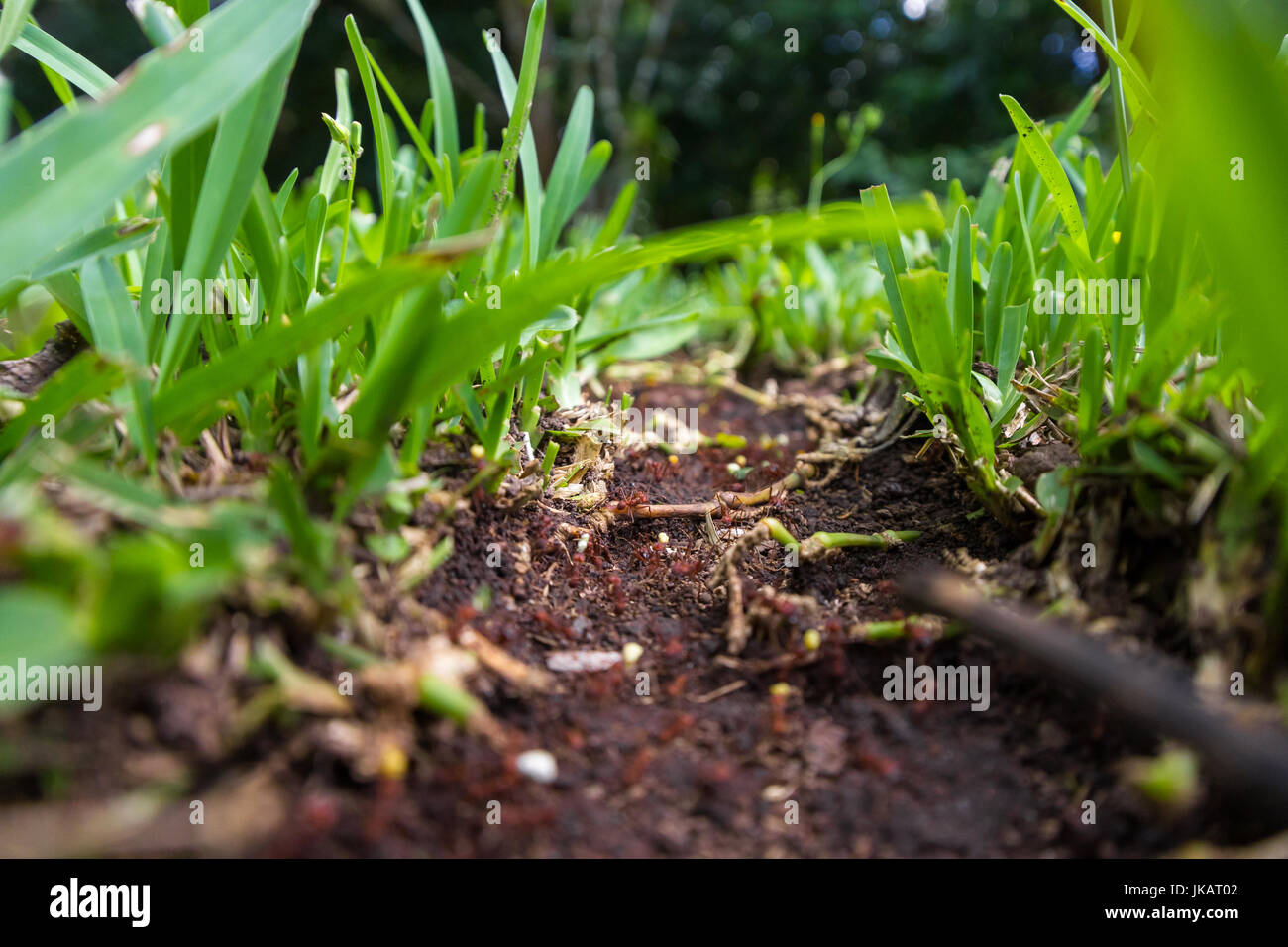 amazing workers these leaf cutter ants working together walking on the ...