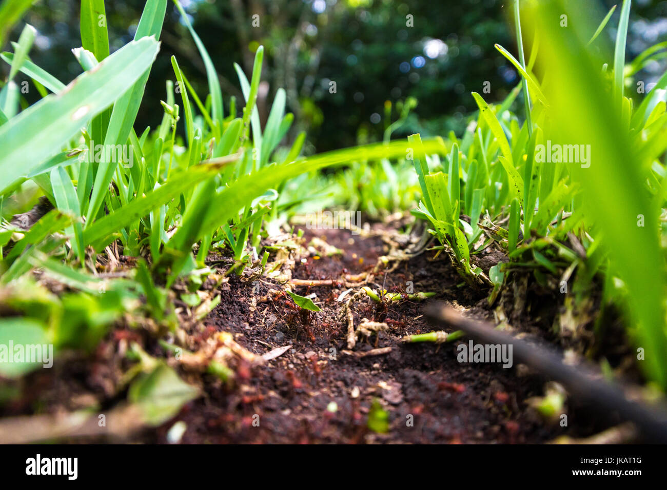 amazing workers these leaf cutter ants working together walking on the ...
