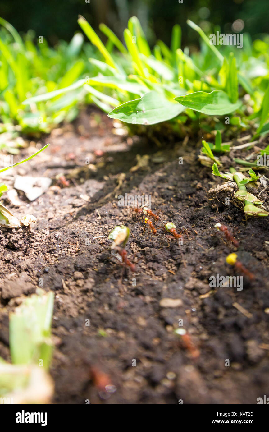 amazing workers these leaf cutter ants working together walking on the ...