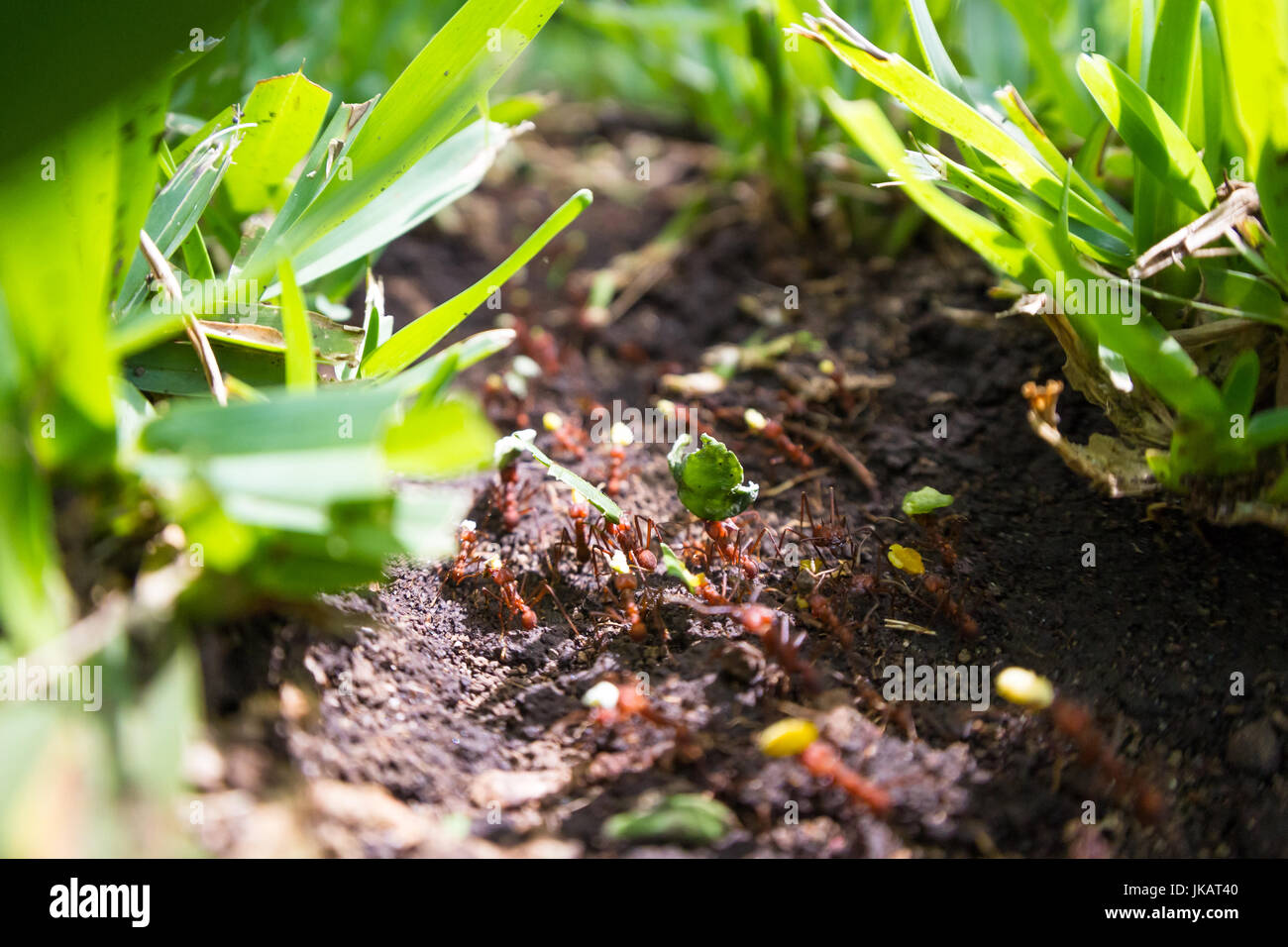 amazing workers these leaf cutter ants working together walking on the ...