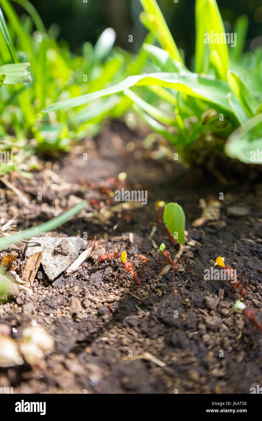 amazing workers these leaf cutter ants working together walking on the ...