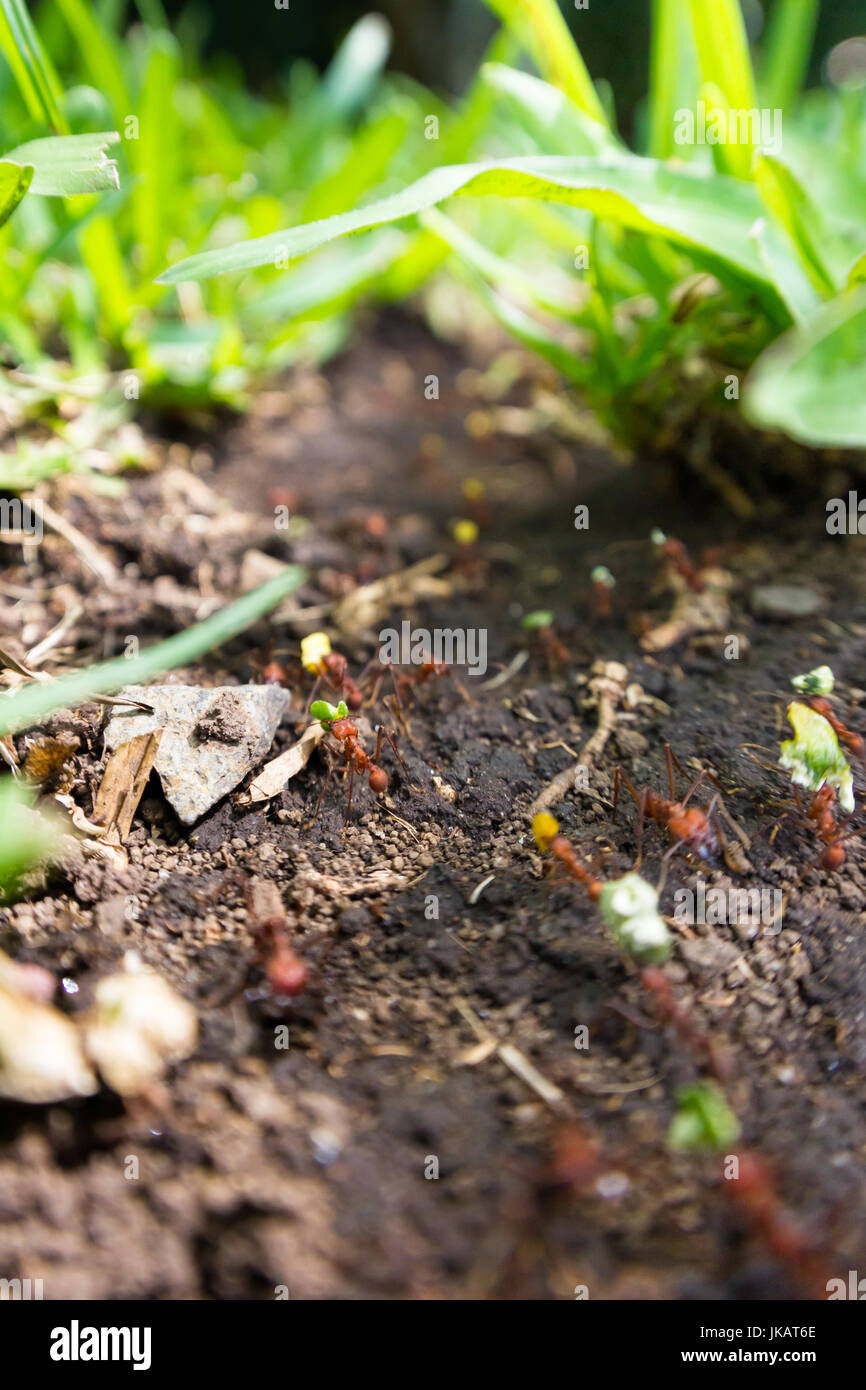 amazing workers these leaf cutter ants working together walking on the ...