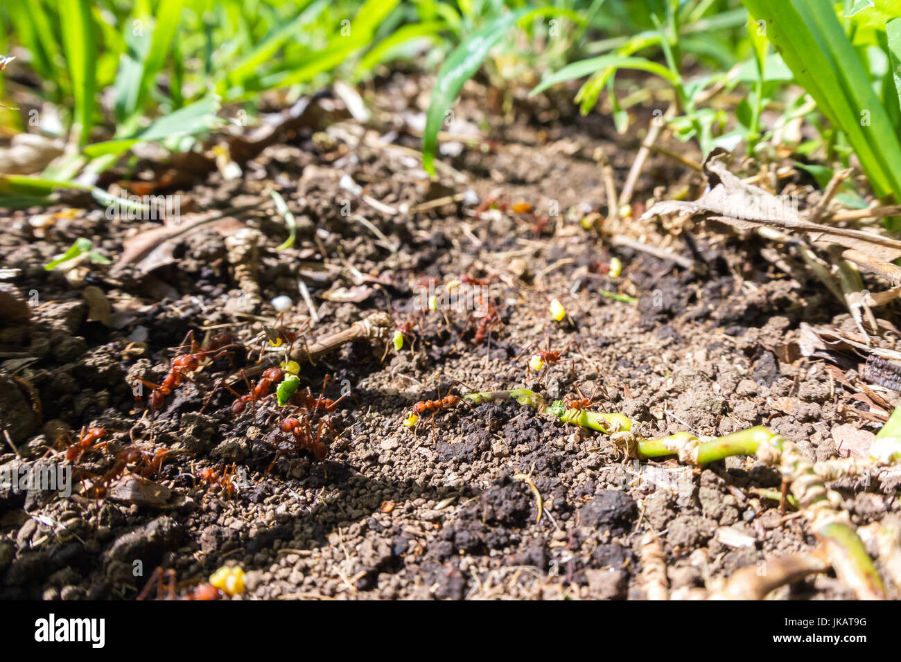 amazing workers these leaf cutter ants working together walking on the ...