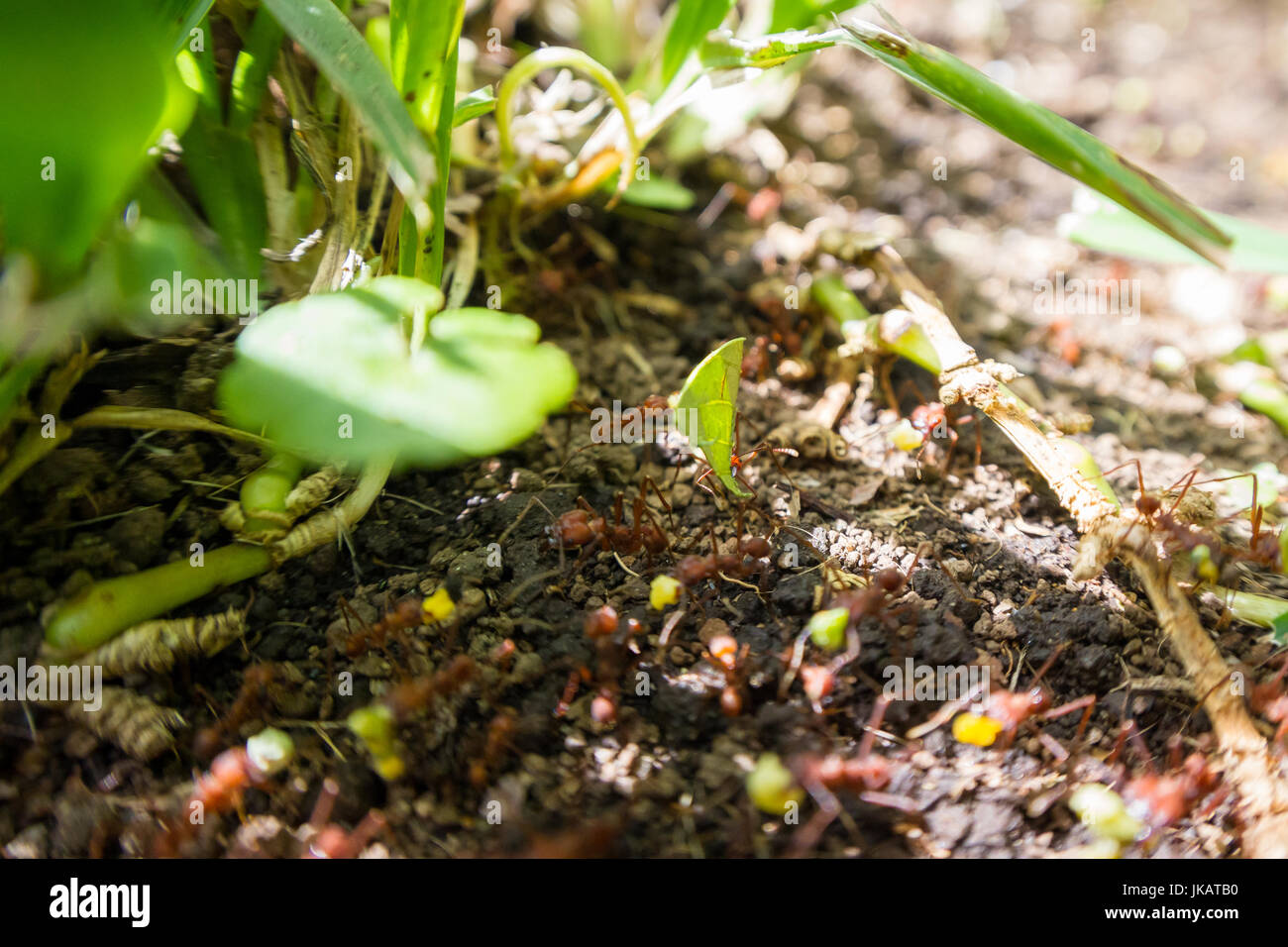 amazing workers these leaf cutter ants working together walking on the ...