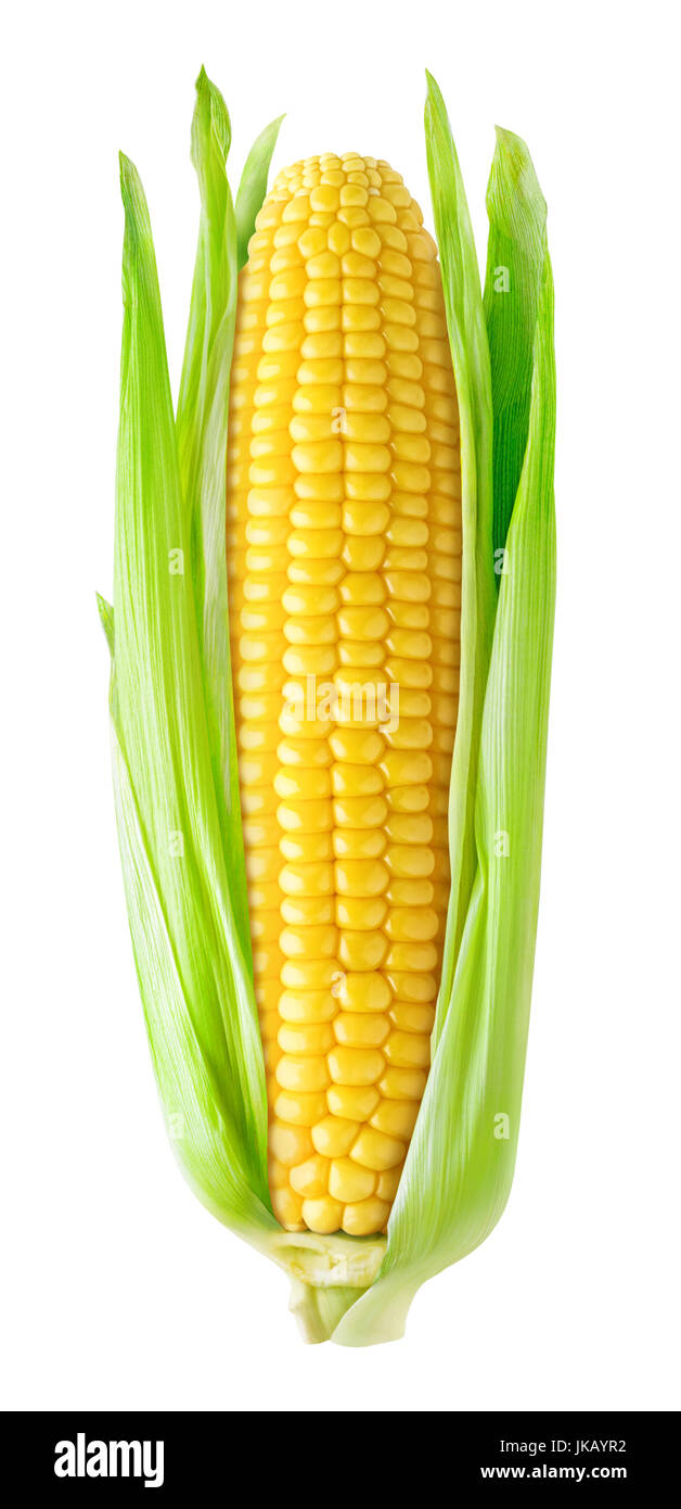 Isolated corn. One ear of sweet corn with leaves isolated on white ...