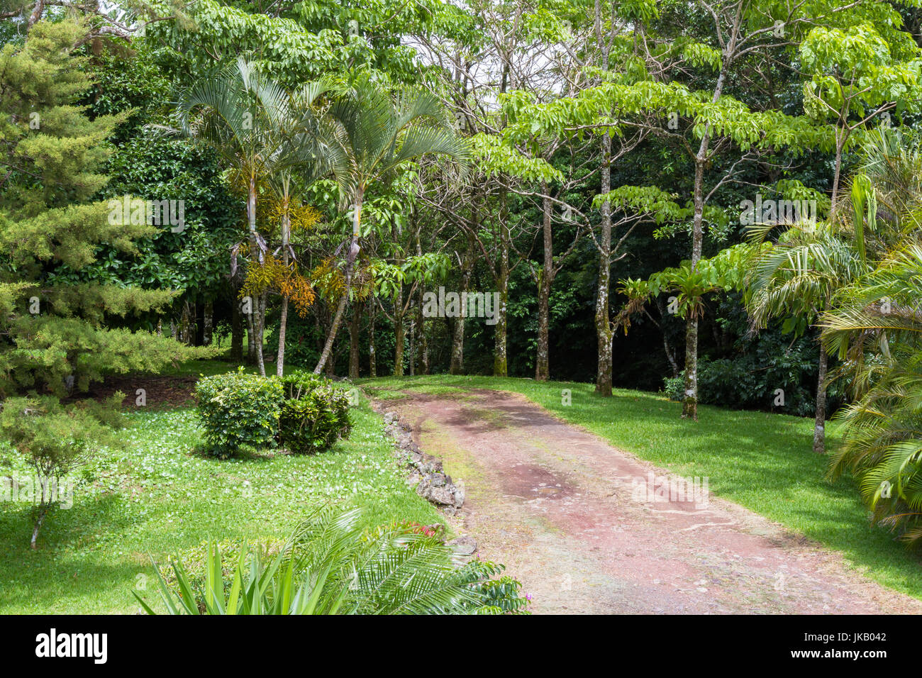 Trees lining a forest path hi-res stock photography and images - Alamy