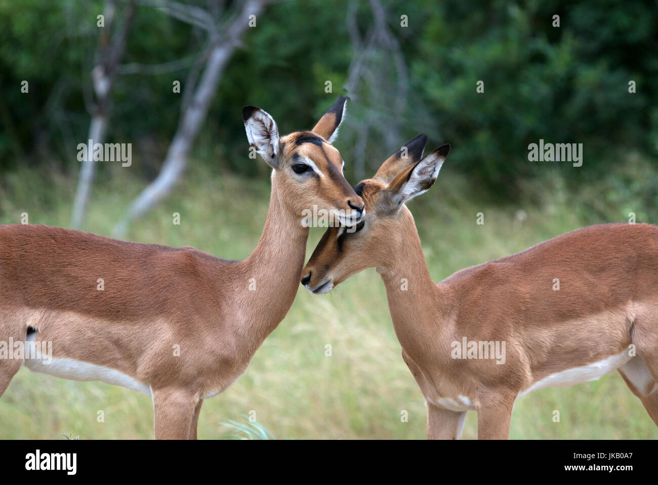 Close-up two female impala Kruger National Park South Africa Stock ...