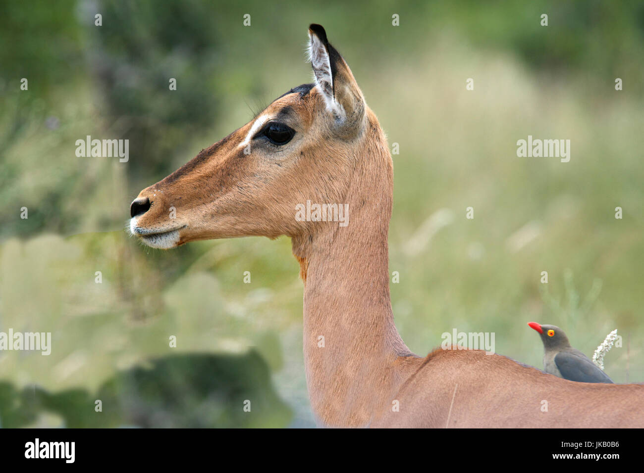 Female Impala and red billed oxpecker Kruger National Park South Africa ...