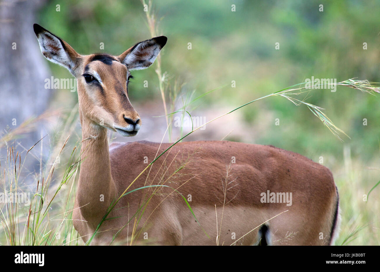 Female Impala Kruger National Park South Africa Stock Photo - Alamy