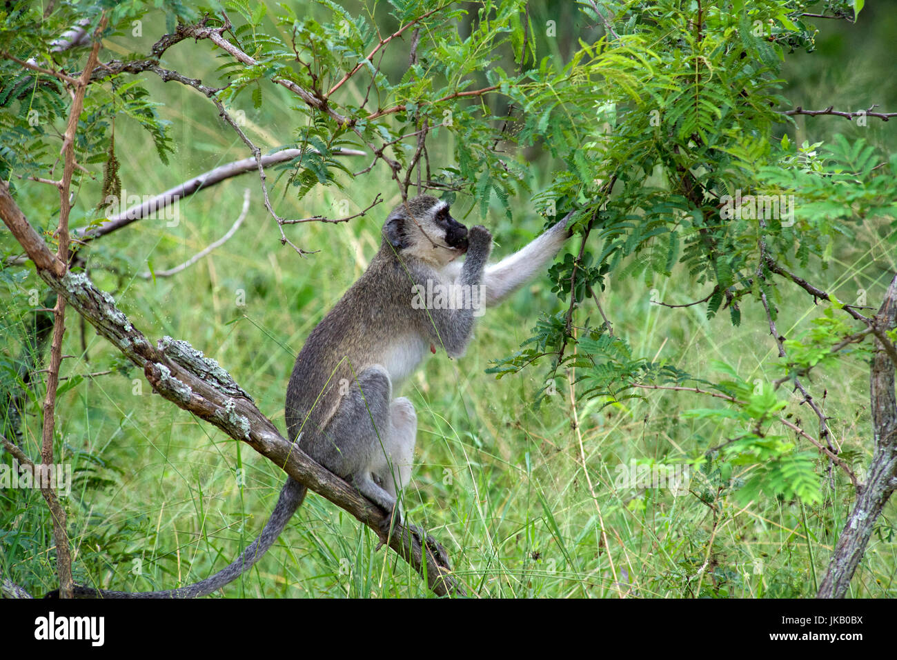 Female vervet monkey hi-res stock photography and images - Alamy