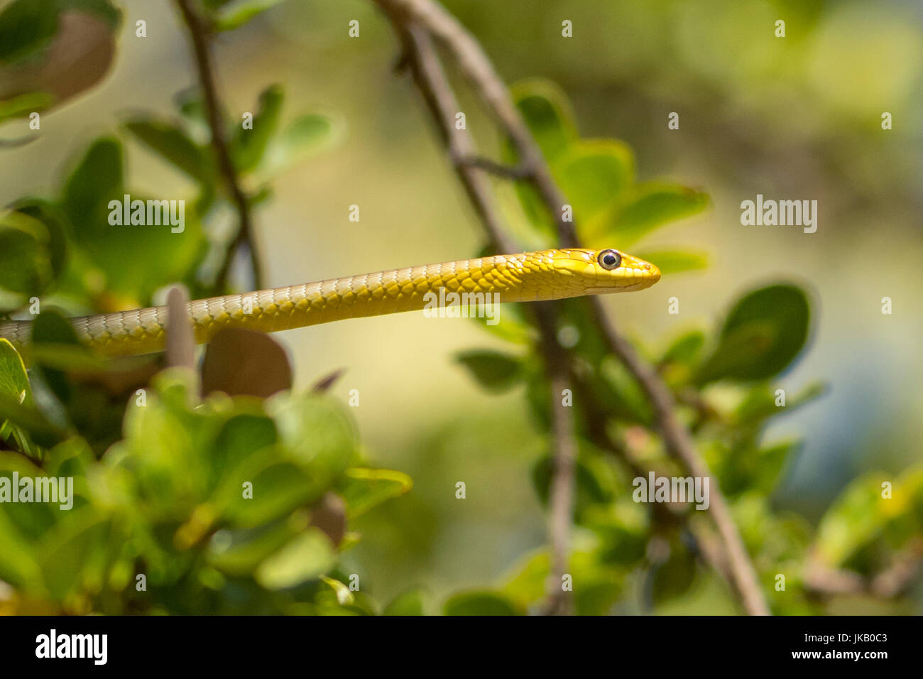 Australian tree snake hi-res stock photography and images - Alamy
