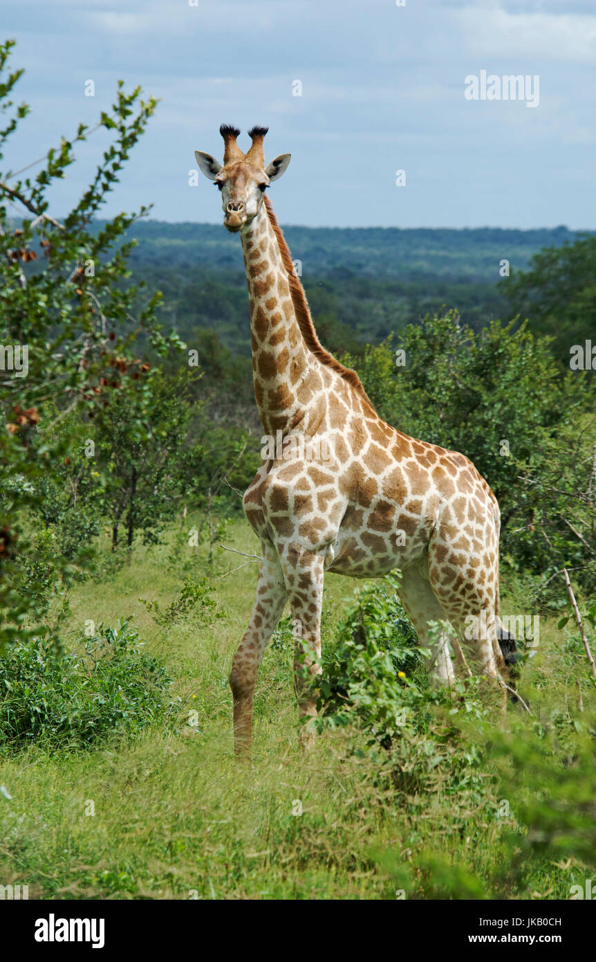 Scrubland south africa hi-res stock photography and images - Alamy
