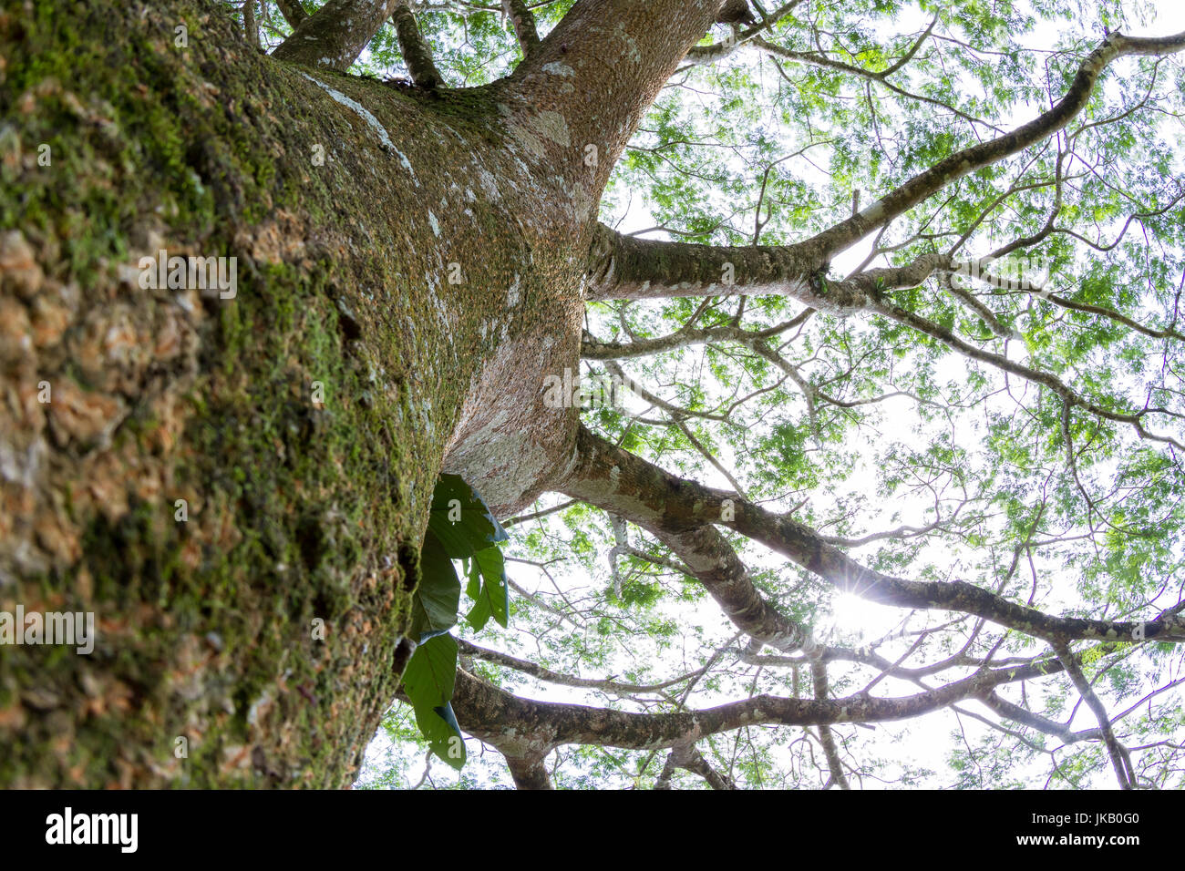 looking up perspective of a large Guanacaste tree using a wide angle ...