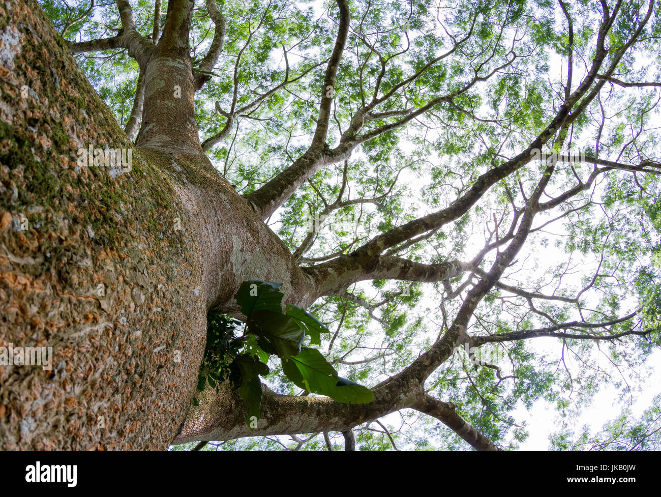 looking up perspective of a large Guanacaste tree using a wide angle ...