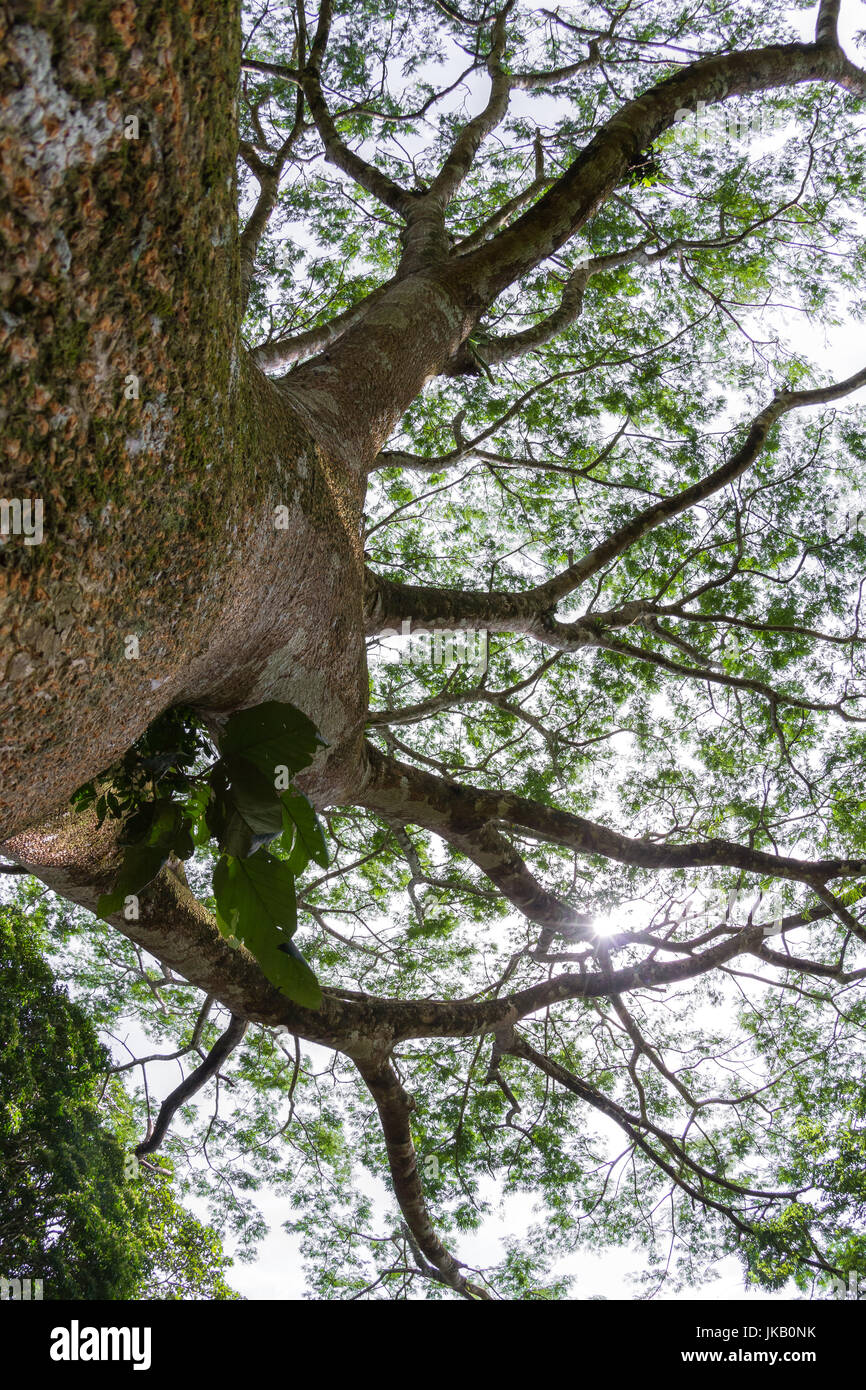 looking up perspective of a large Guanacaste tree using a wide angle ...