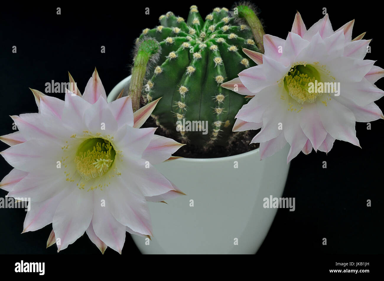 close up of a queen of the night cactus with blossoms, close up, macro ...