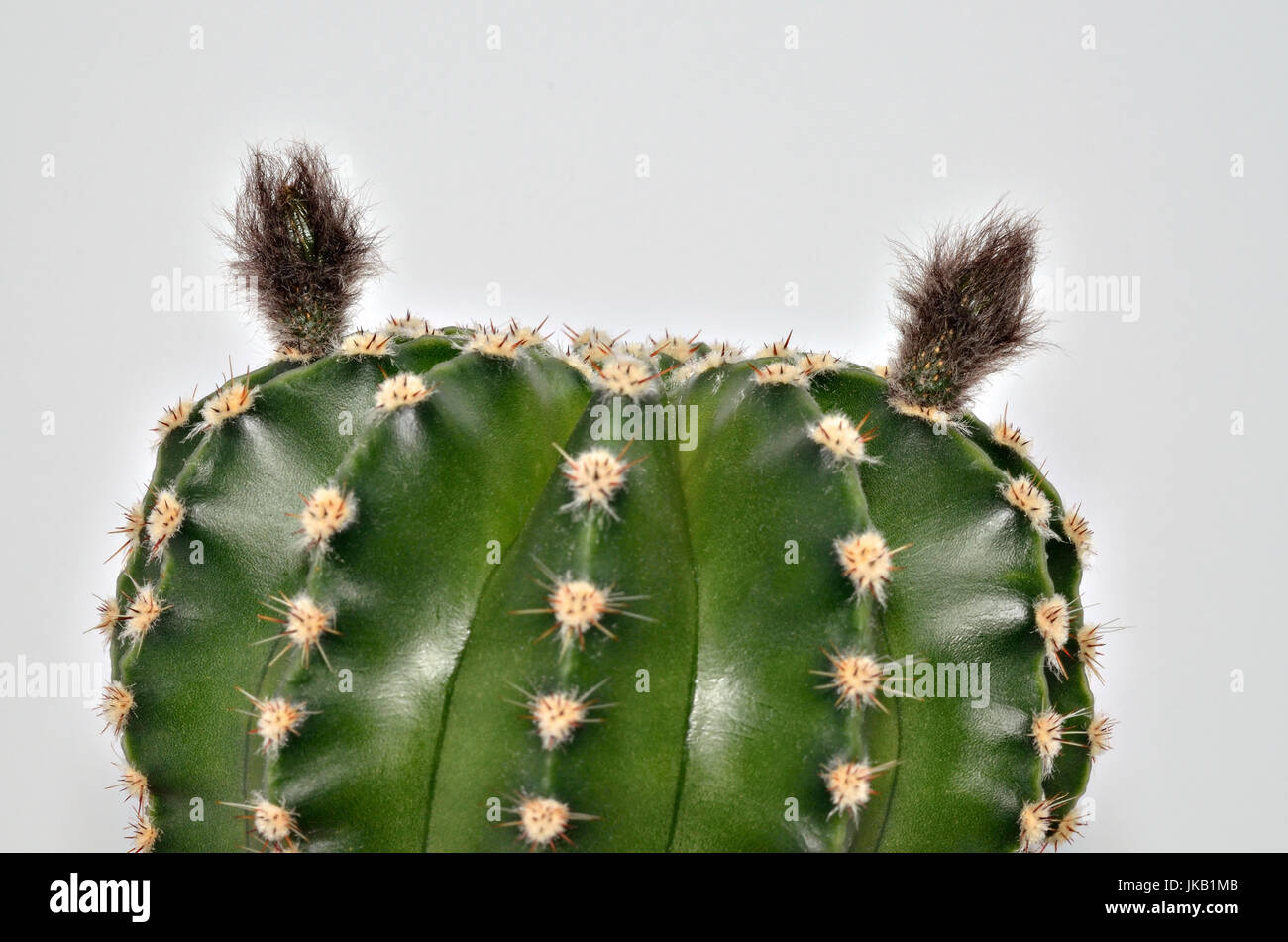 Night blooming cactus hi-res stock photography and images - Alamy