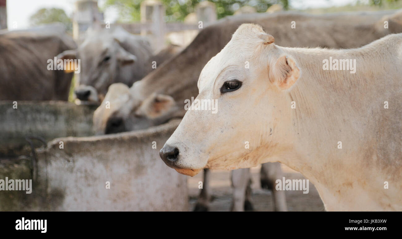 Everyday life in a farm with cows in the countryside. Cattle in stable ...
