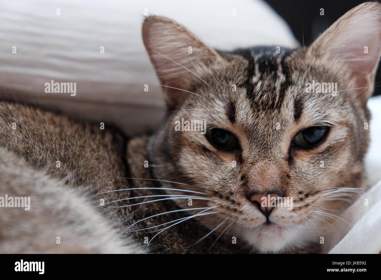 Sleepy Kitty High Resolution Stock Photography and Images - Alamy