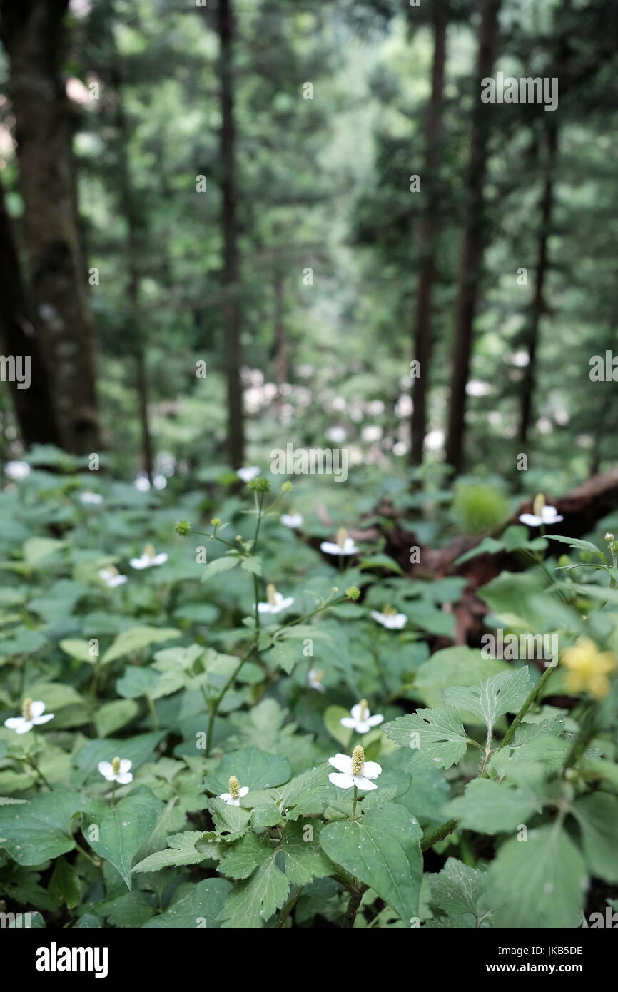 Nature forest plants flowers hi-res stock photography and images - Alamy
