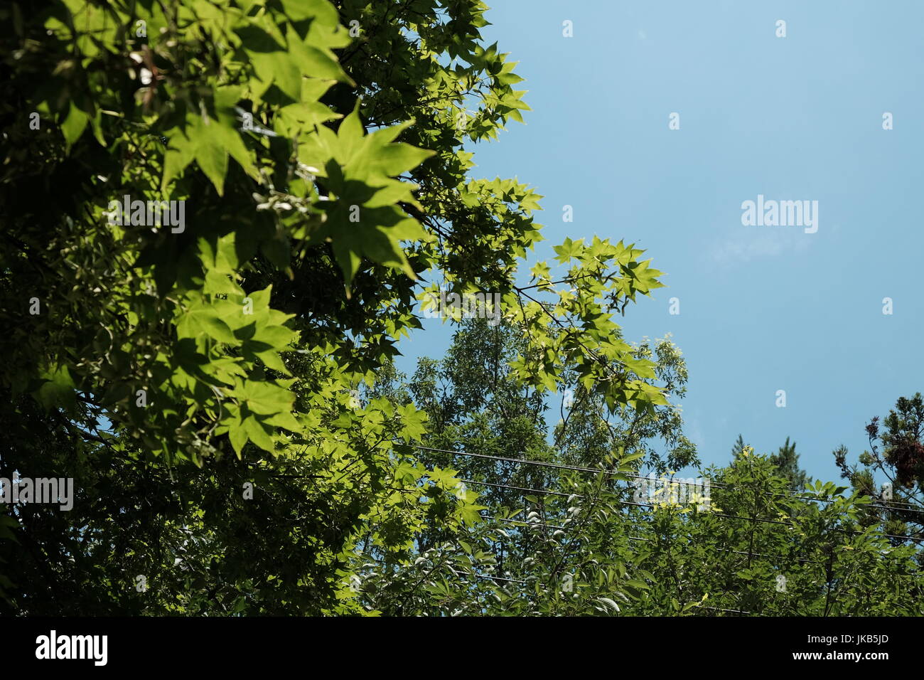 Trees and leaves in the sunlight Stock Photo - Alamy