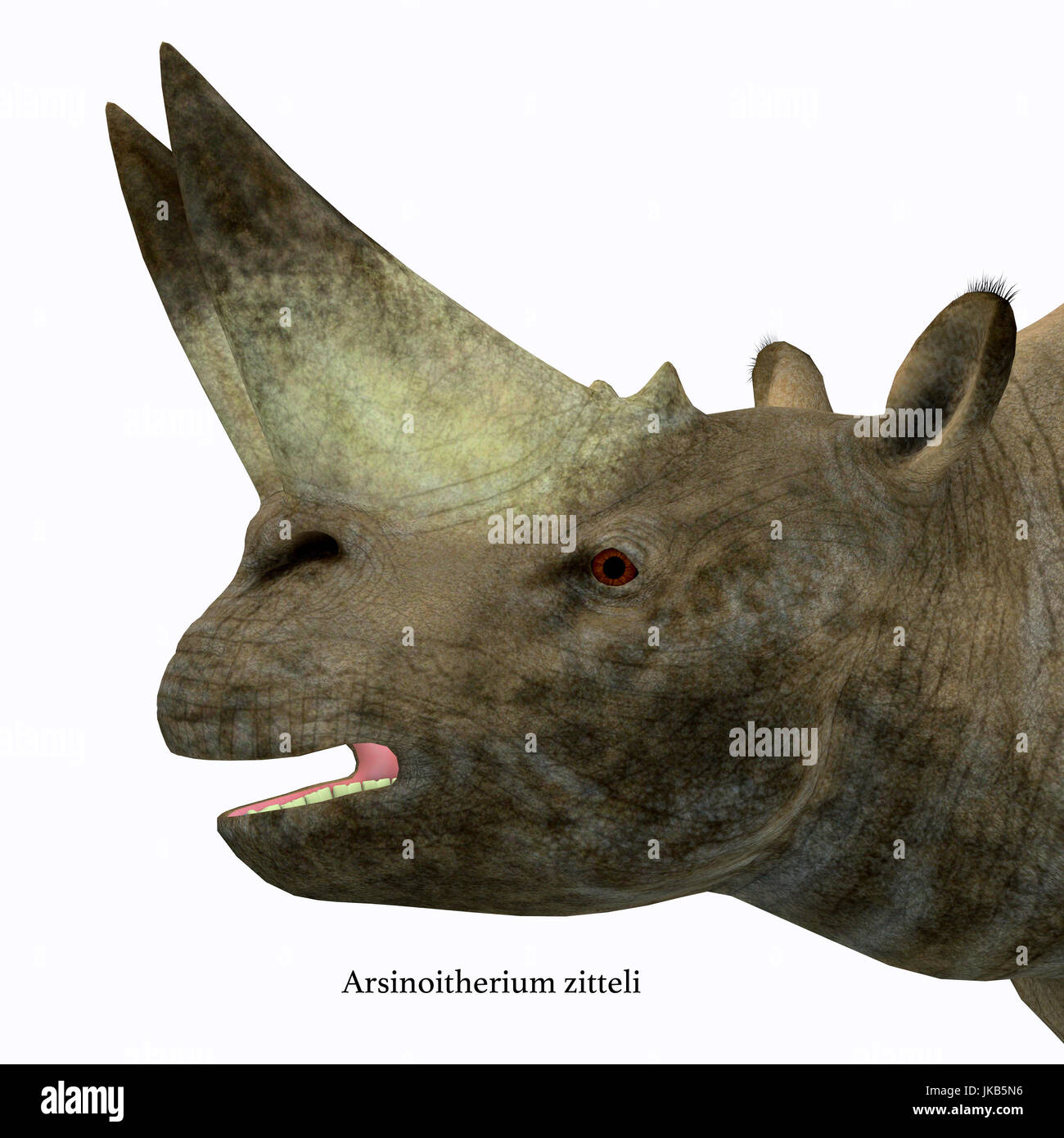 Arsinoitherium was a herbivorous rhinoceros-like mammal that lived in ...