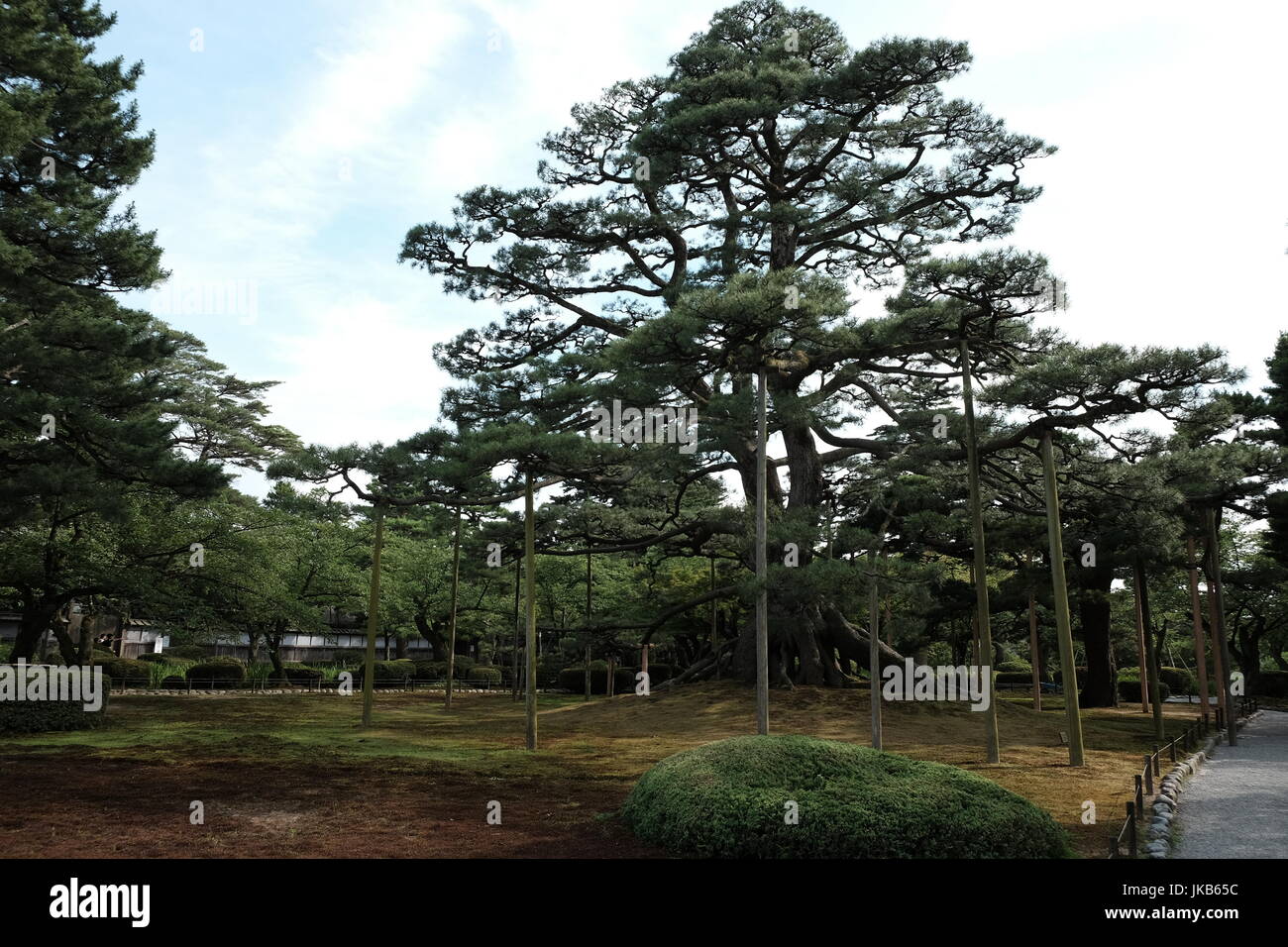 An old tree being propped up Stock Photo - Alamy