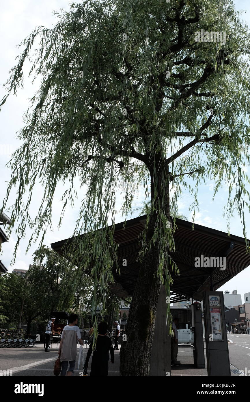 Bus at tree hi-res stock photography and images - Alamy