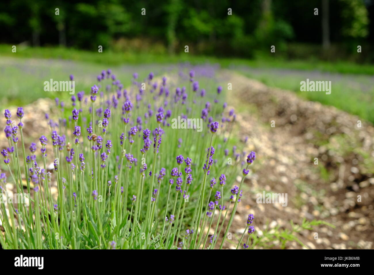 Starting bloom hi-res stock photography and images - Alamy