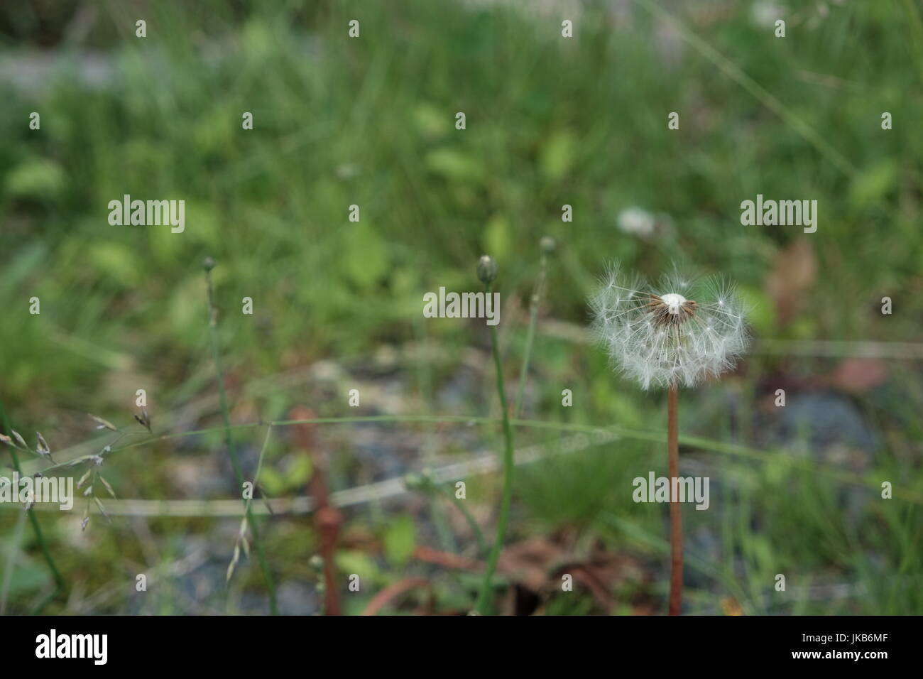 A single dandelion Stock Photo - Alamy