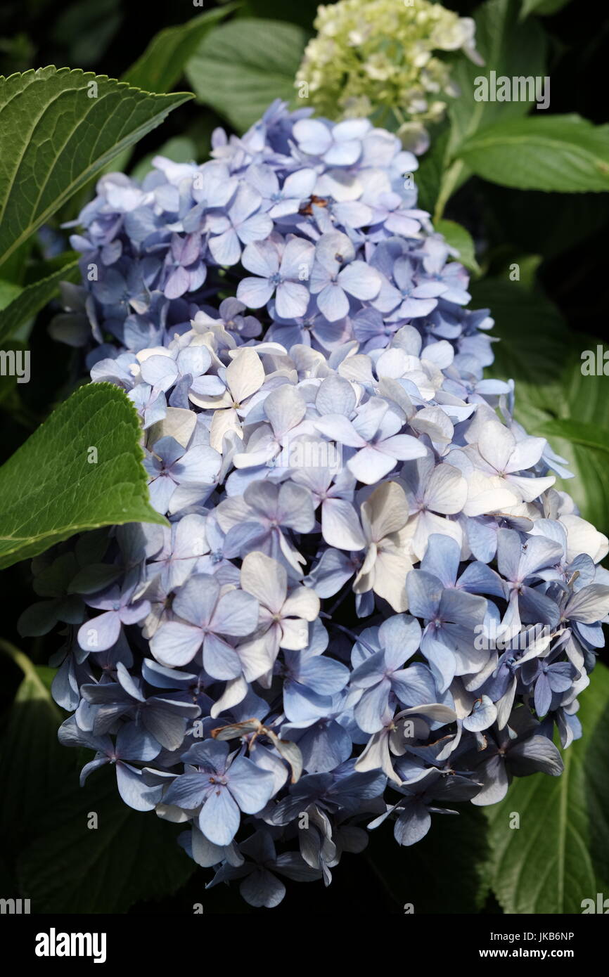 Hydrangea in bloom Stock Photo - Alamy