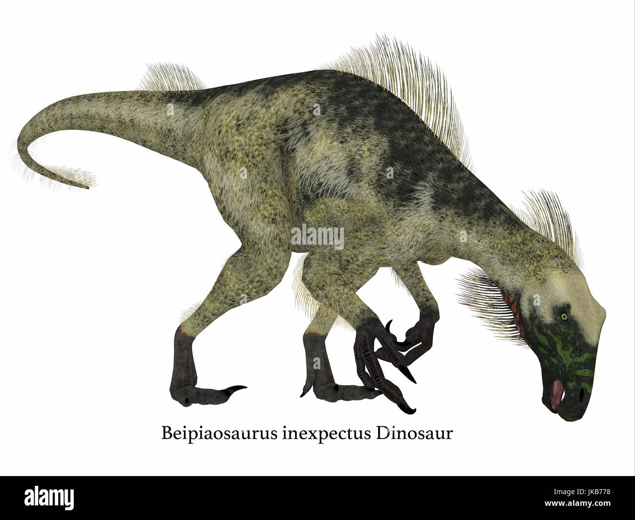 Beipiaosaurus was a herbivorous theropod dinosaur that lived in China ...