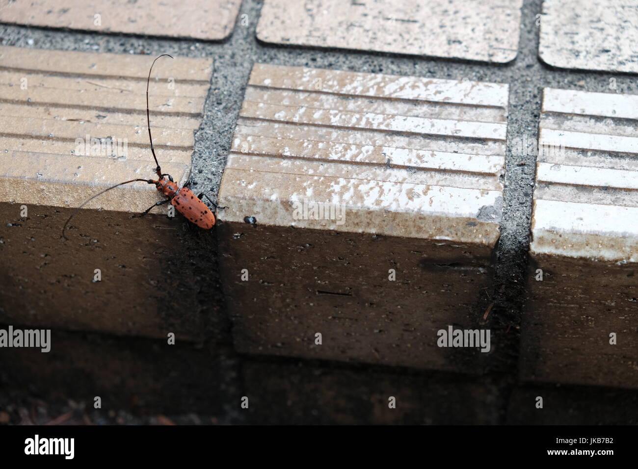 Insect on stairs hi-res stock photography and images - Alamy