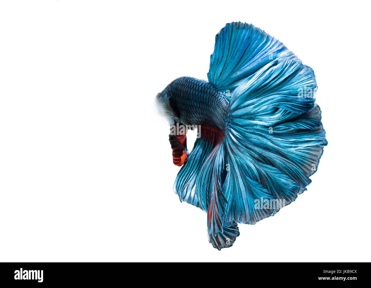 beautiful fish tail of siamese fighting fish, betta splendens isolated ...