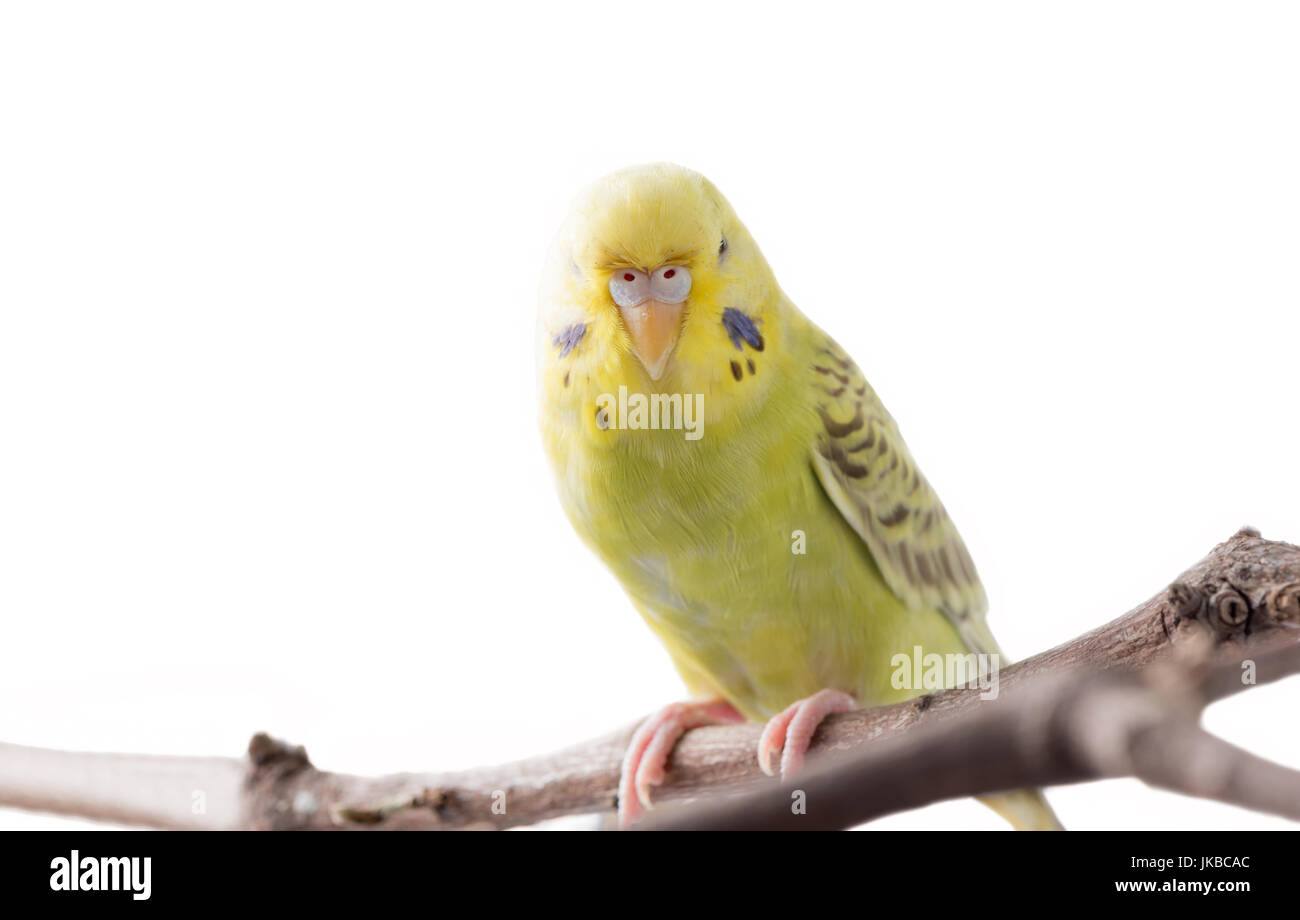 yellow Budgerigar bird (Melopsittacus undulatus). colorful bird ...