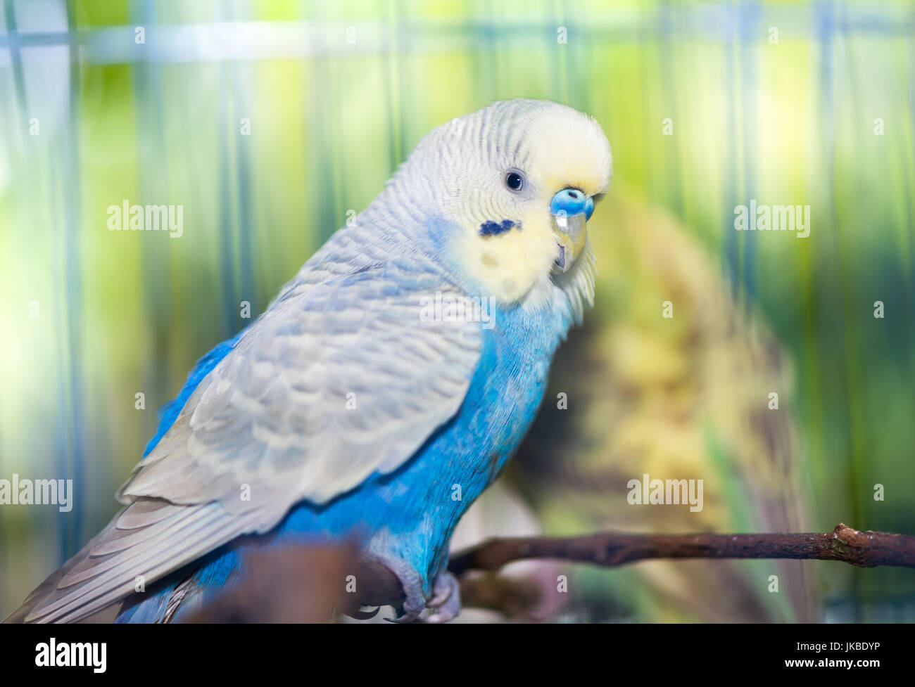Blue budgerigar hi-res stock photography and images - Alamy